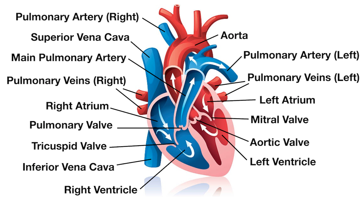 austin+kosier+heart+blood+flow+diagram+cardiac+circulation+pathway ...